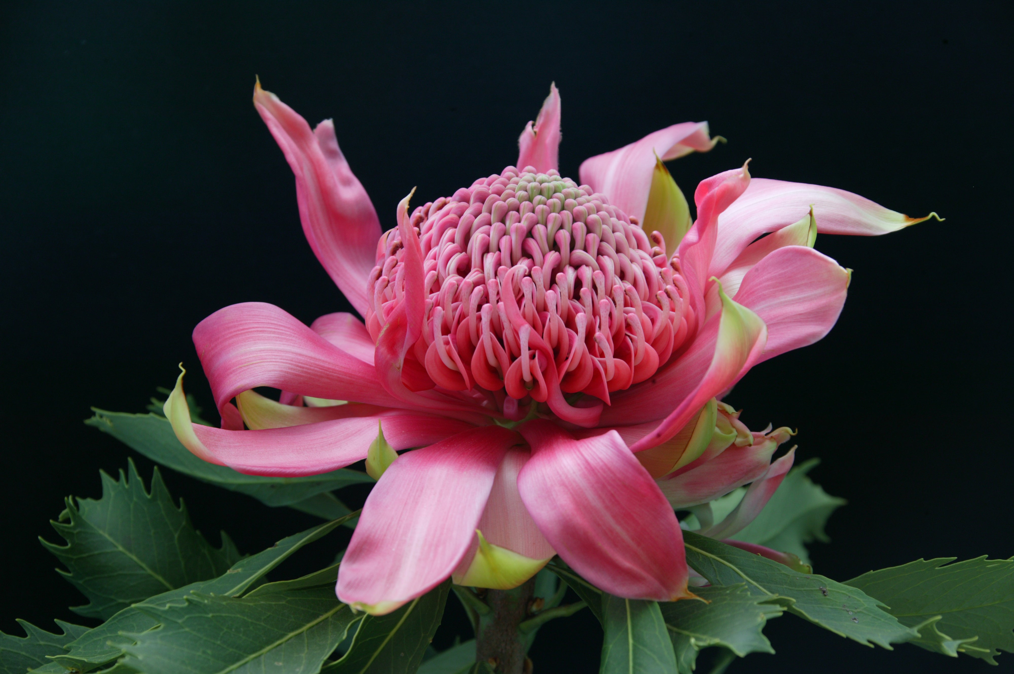 Flower Essence Blend - Botanica Medicines